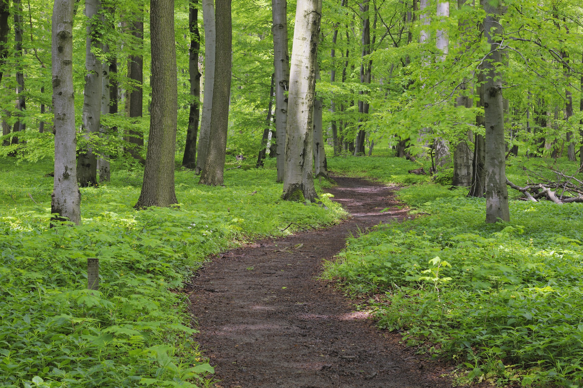 Le Vent des Forêts, art et nature en Lorraine - SNCF Connect