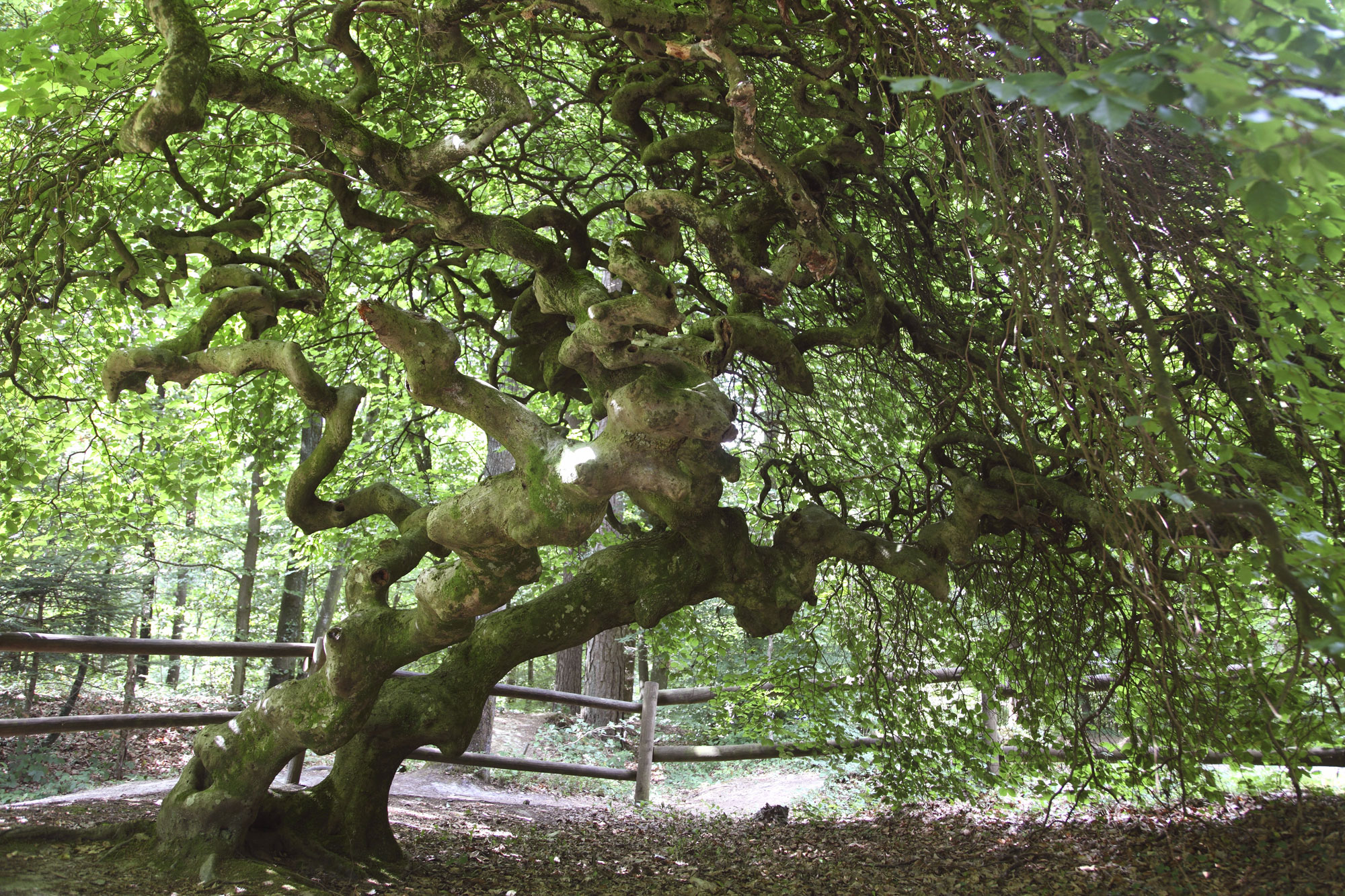 Les Faux de Verzy, des arbres insolites - SNCF Connect