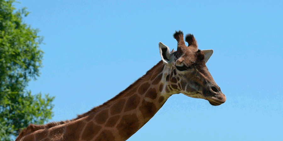 Where to go to see animals in and around Paris - SNCF Connect