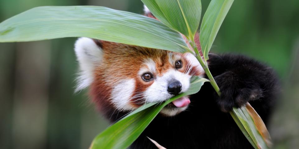 Visite du Jardin des Plantes à Paris - SNCF Connect