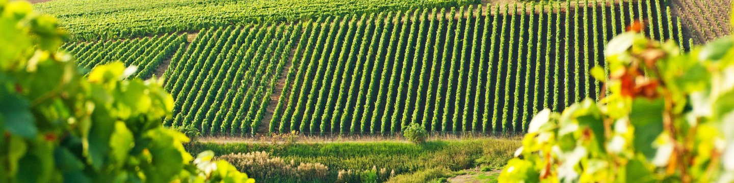 Les plus beaux paysages dans le Grand Est - SNCF Connect