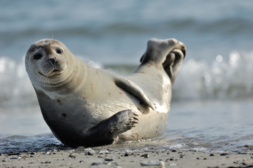 Observer les phoques en Baie de Somme - SNCF Connect