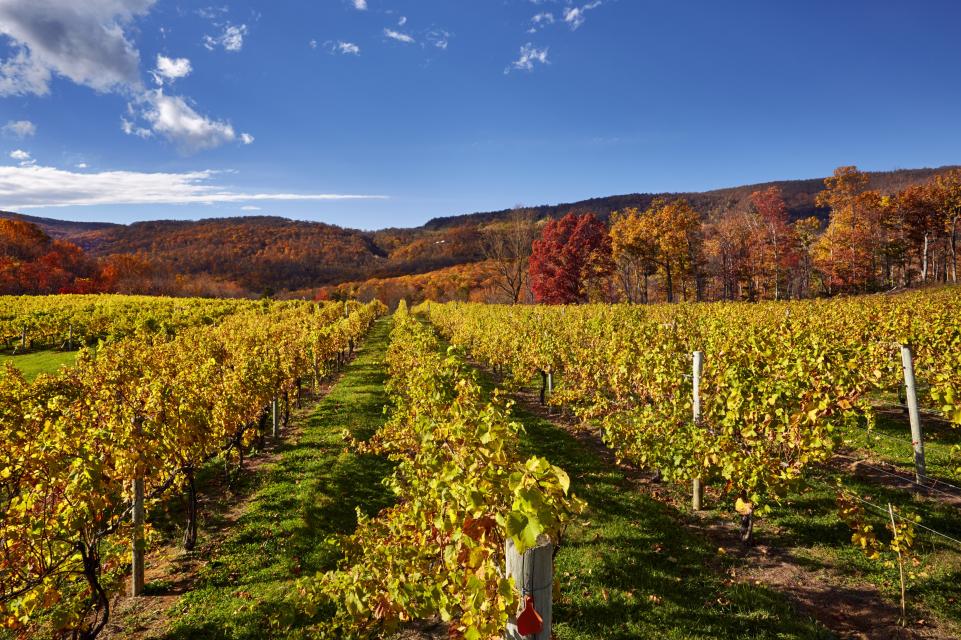 Discover the Burgundy Wine Route by bike - SNCF Connect