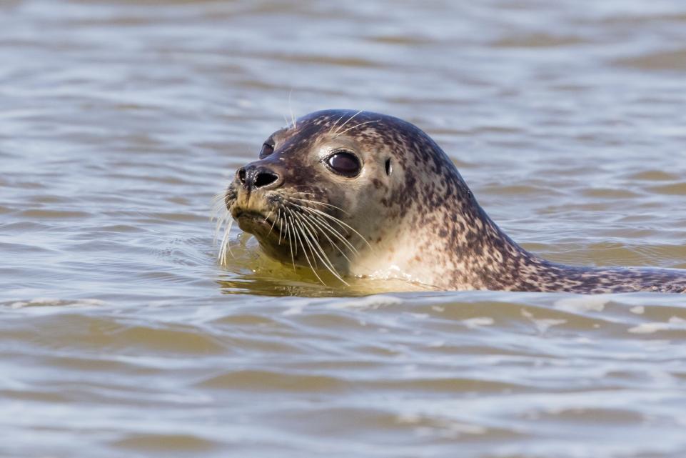 Observer les phoques en Baie de Somme - SNCF Connect