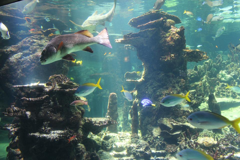 En famille à Boulogne-sur-Mer : Nausicaà, le plus grand aquarium d ...