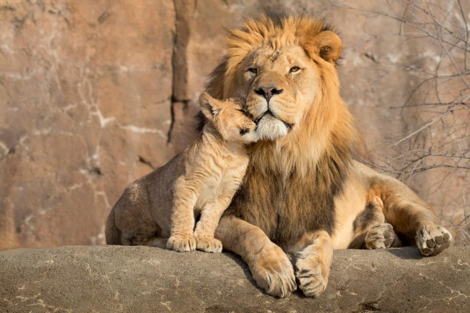 Where to go to see animals in and around Paris - SNCF Connect