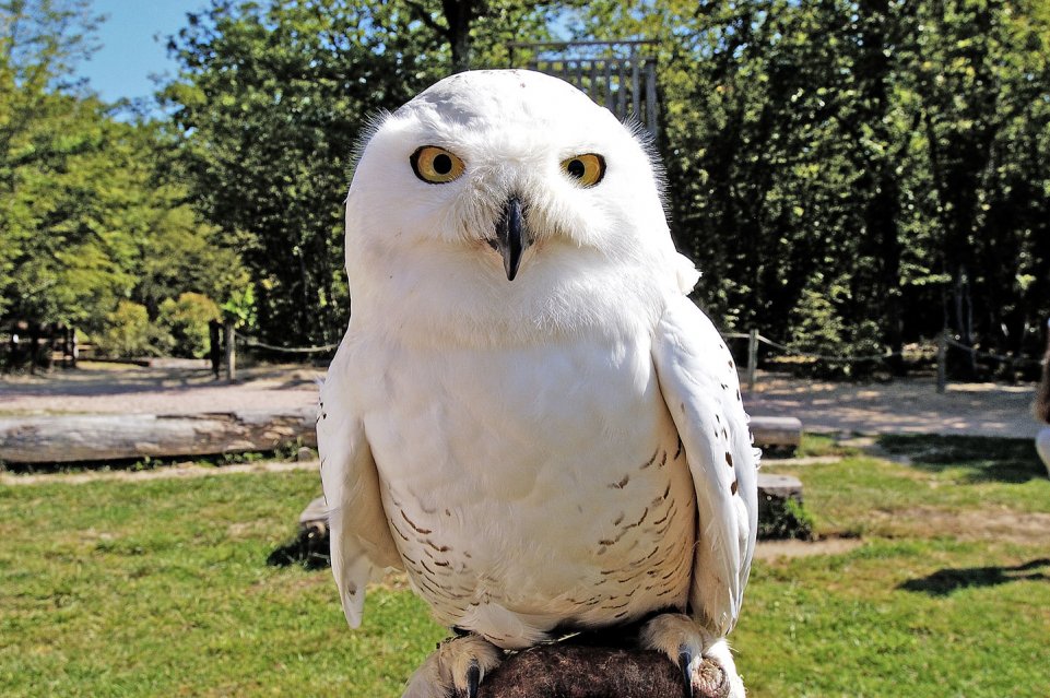 Le PAL : parc d'attraction et parc animalier incontournable en Auvergne